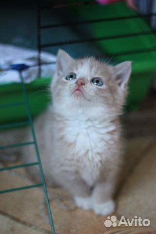 Котёнок,1,5 мес