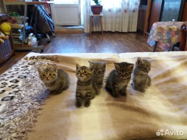 Бесплатно котятки от Британской кошечки