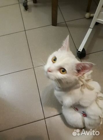 Ищет дом молодая белая кошечка Снежка