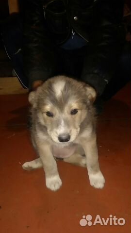 Щенки ищут хозяев