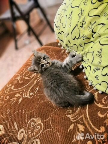 Милый котеночек в добрые руки