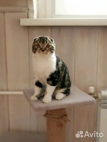 Достойный котик