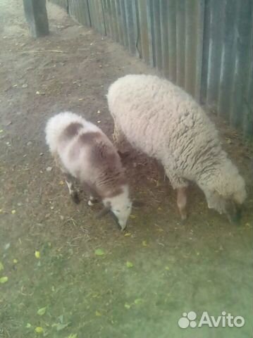 Продаются барашки