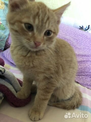 Котёнок