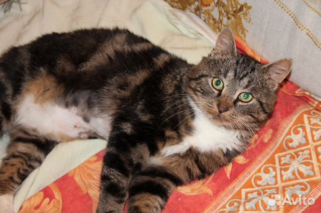 Мраморный красавчик в добрые руки