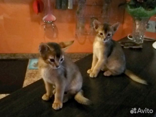 Абиссинские котята