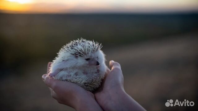 Африканский карликовый ёж