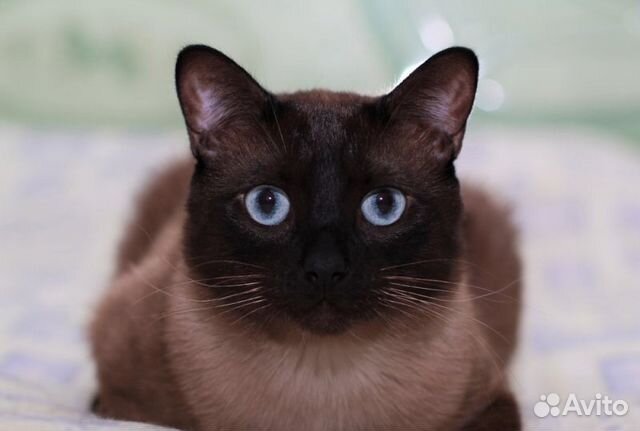 Тайская красавица Ася