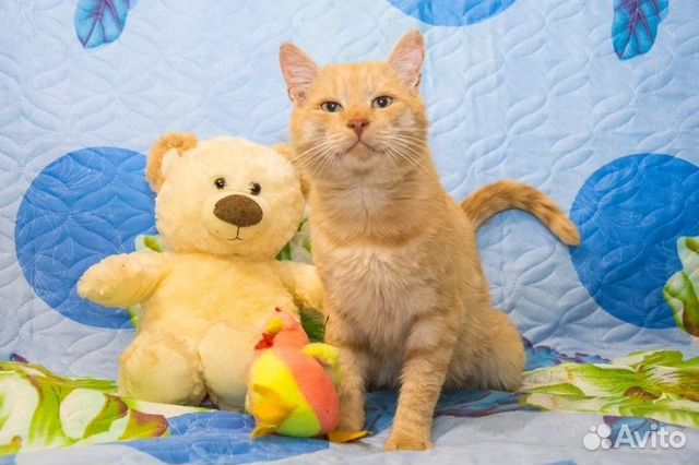 Котик в дар