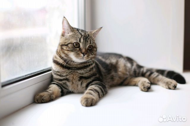 Подрощенный кот