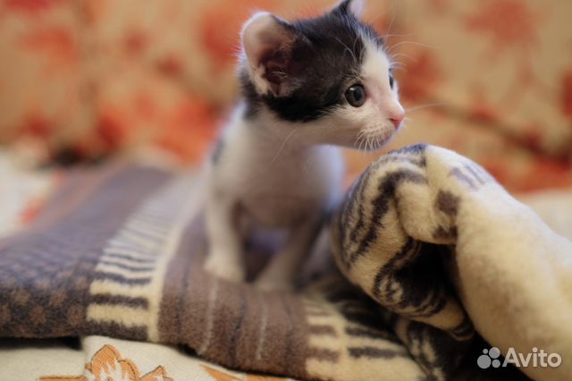 Ищем любящих хозяев для котенка 1,5 мес., кот