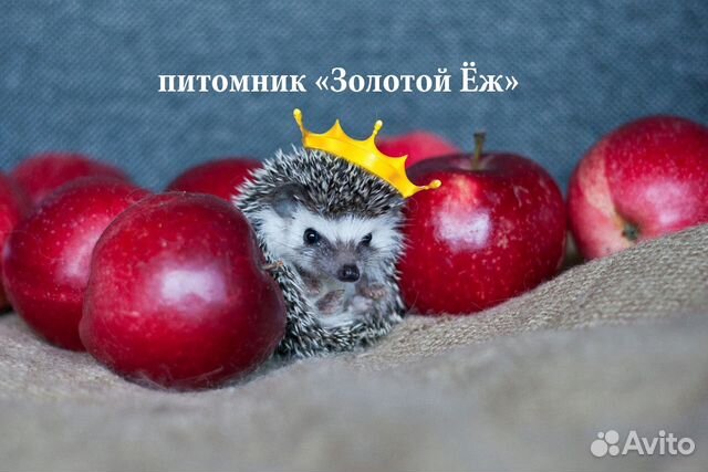 Декоративные ежата, африканские и ушастые