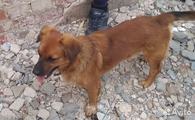 Пропал песик