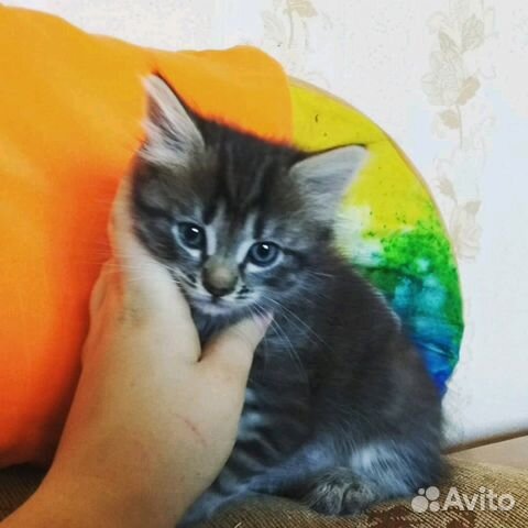 Котята помесь бирманской кошки