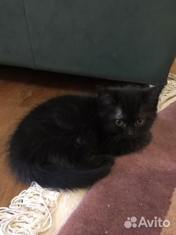 Котенок 1.5 месяца