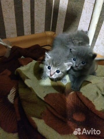 Котята британцы продам