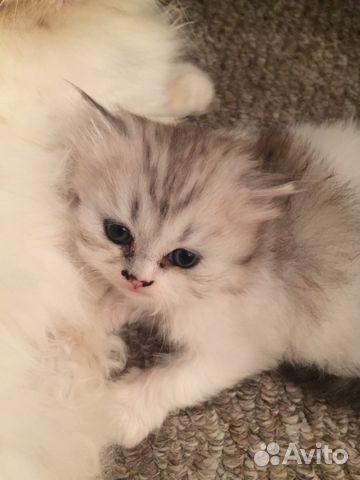 Шотландка скоттиш - страйт