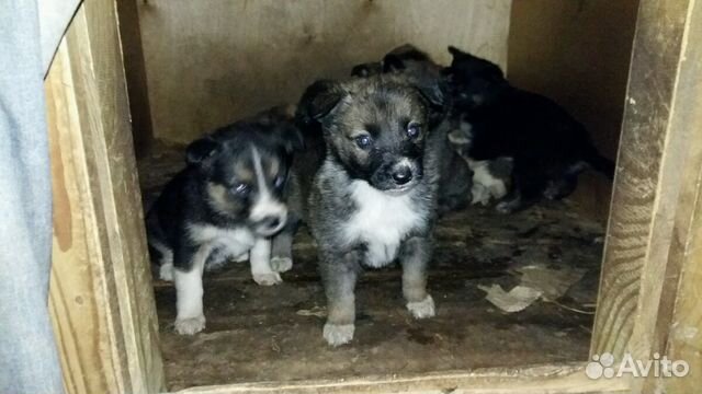 Щенки