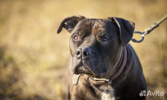 Спокойный Батик в добрые руки