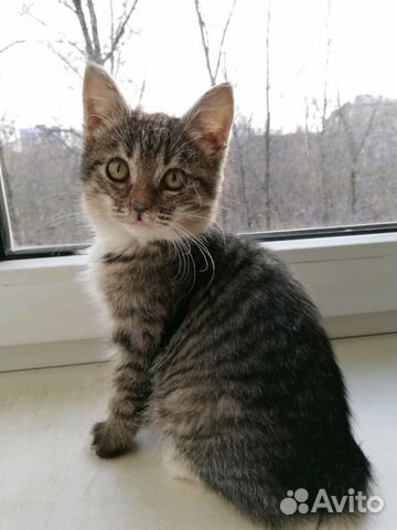 Котёнок в добрые руки