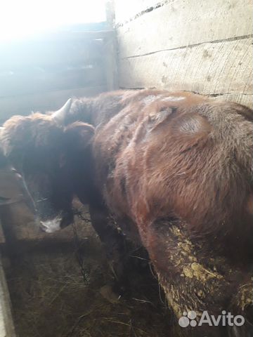 Бычок и тёлочка