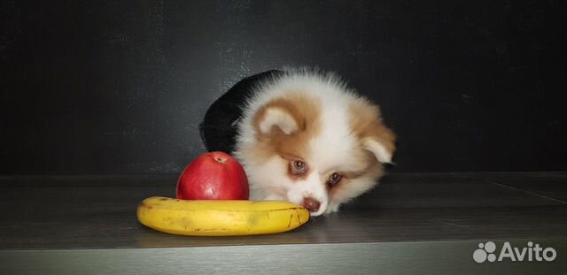 Померанские шпицы