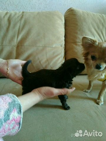 Продается мальчик Чихуа