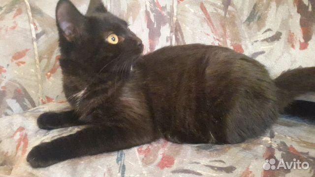 Котенок ищет дом