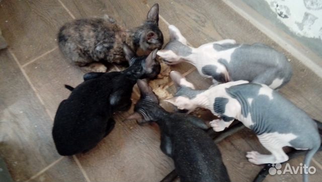 Донской сфинкс, мальчик, 7 мес