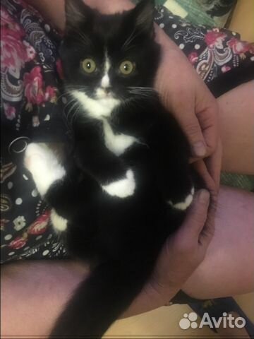 Котенок Маркиз 2 месяца