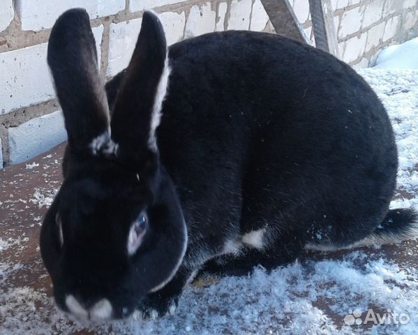 Кролики рекс