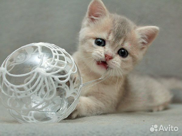 Котик голубой золотистый тикированный