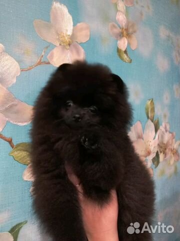 Мимишки шпиц