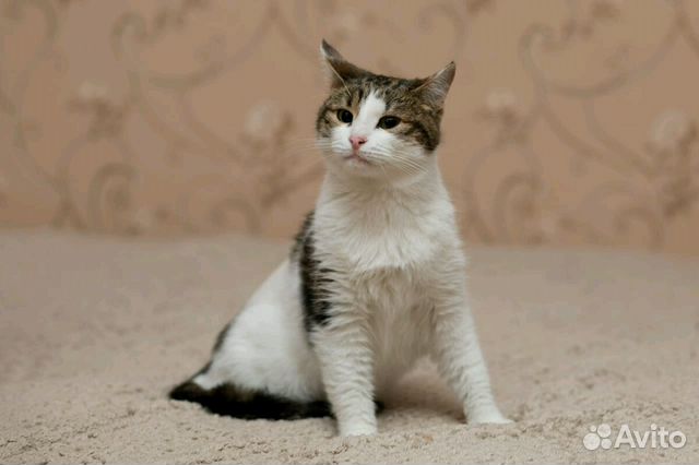 Кошка в дар стерилизована 9 мес