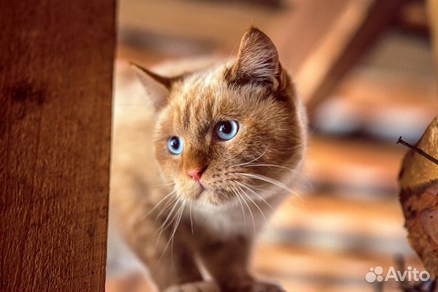 Смузи -таец