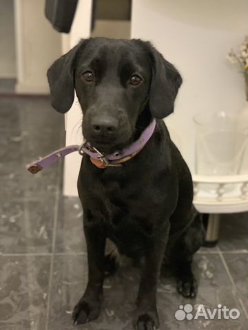 Найдена собака на хдм, дрожала от холода, не могли