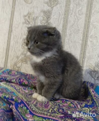 Британский котёнок