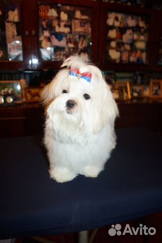 Самые обаятельные и привлекательные мальтезе