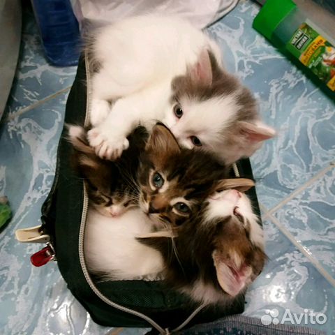 Котята шотландская скотишь страйт(прямые ушки)