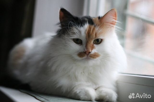 Необыкновенная ватрушечка портося