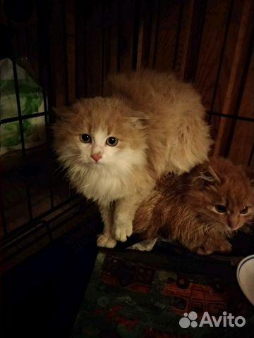 Кремовый котенок