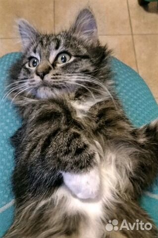 Роскошный котёнок Рейна ищет дом