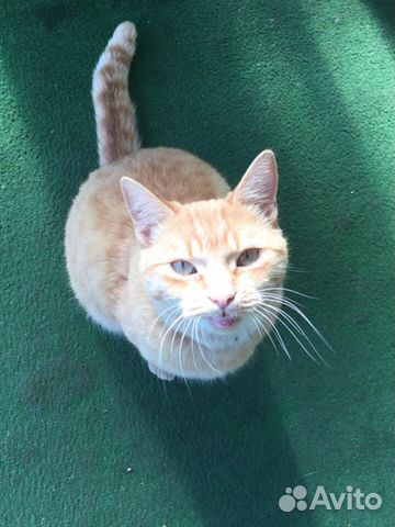 Отдам Кота в добрые руки