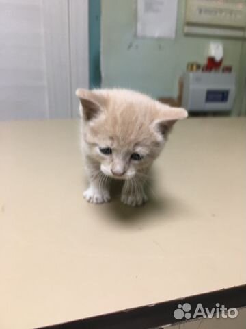 Супер милый котёнок в добрые руки