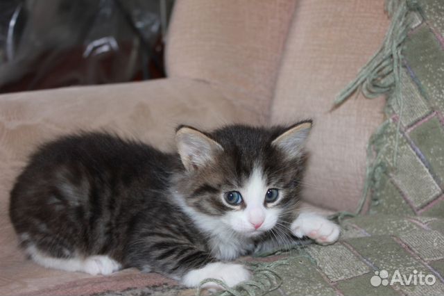 Маленький котеночек ищет хозяев