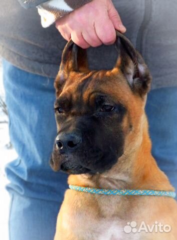 Ярко рыжий парень