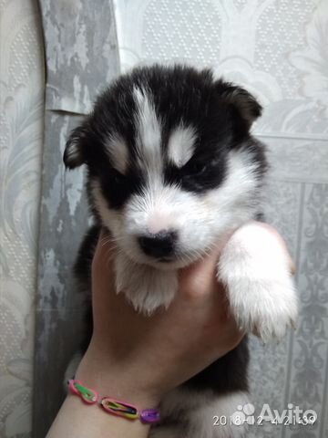 Хаски щенки