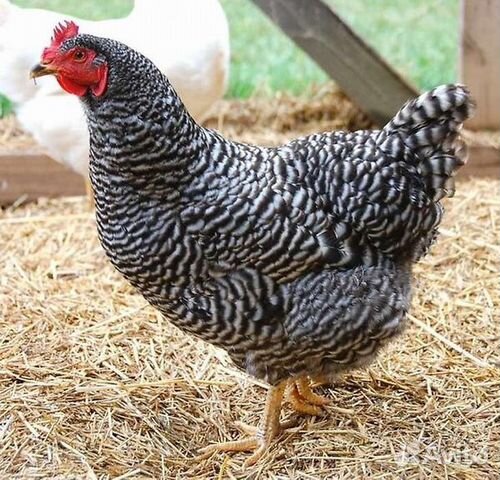 Куры доминант