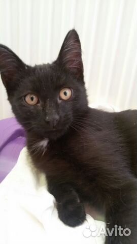 Котик Уголек ищет семью