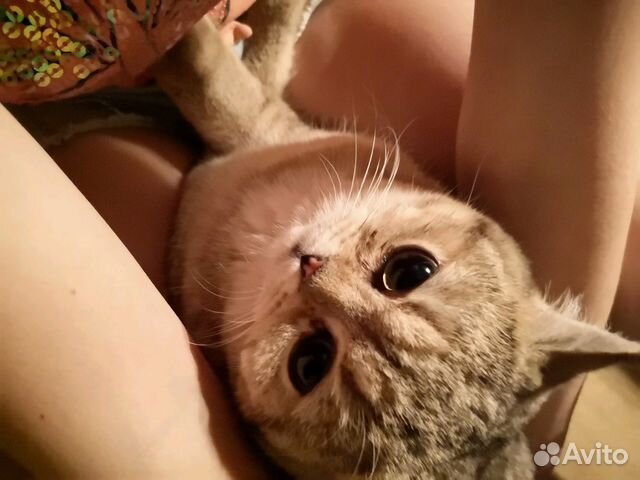 Шотландская страйт к Новому Году